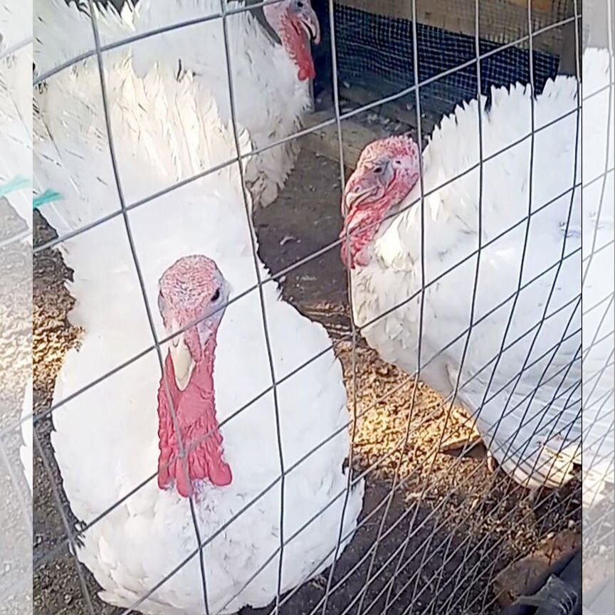 Индюки Индюшки