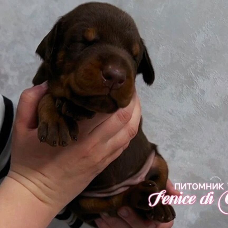 Доберман, щенок