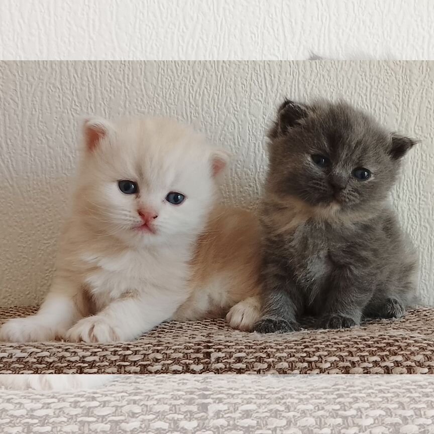 Шотландский вислоухий длинношёрстный котёнок