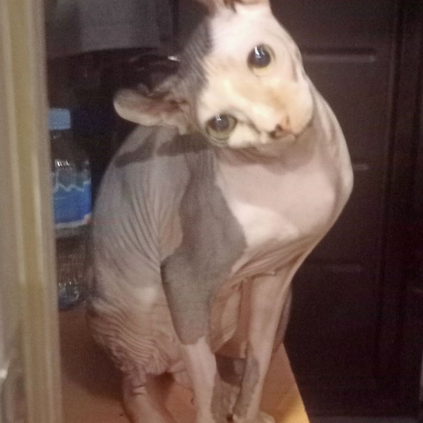 Канадский эльф