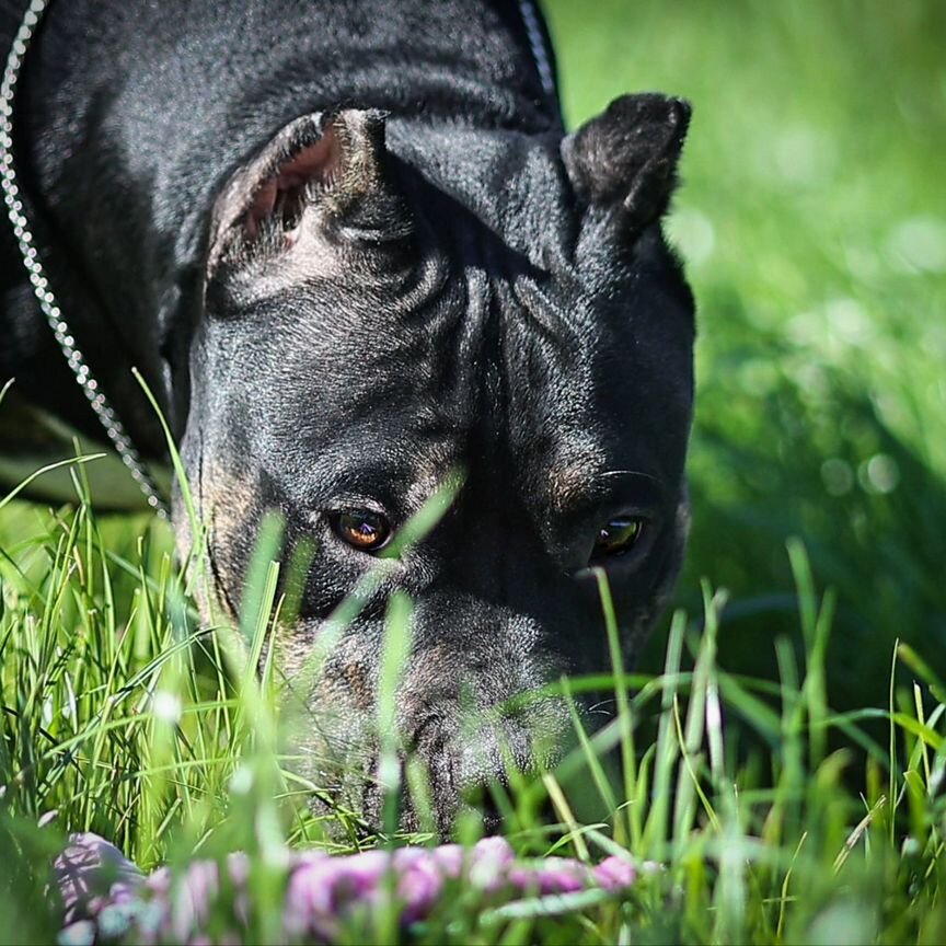 Американский булли