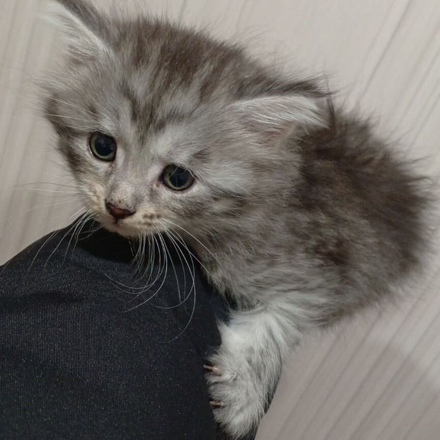 Маленькая красавица ищет добрую, ласковую хозяюшку