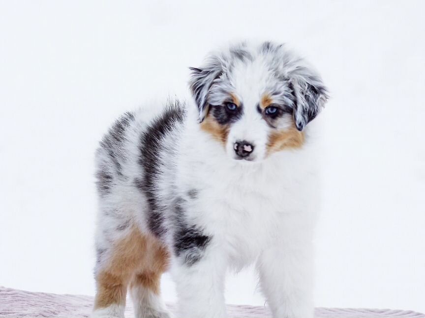 Австралийская овчарка (аусси щенки)