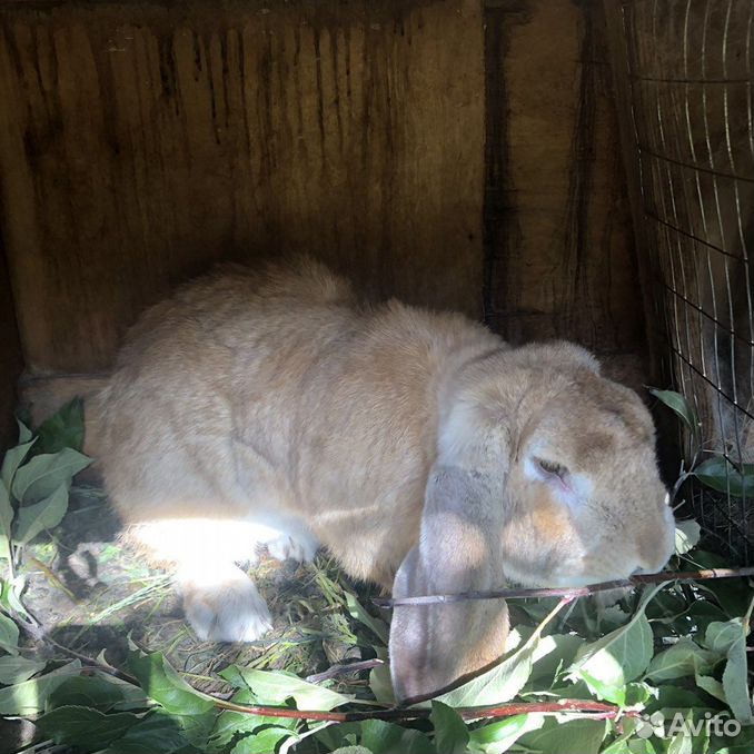 Кролик Французский Баран