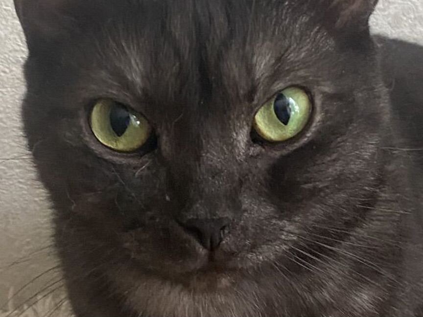 Кошка породистая окрас черный дым