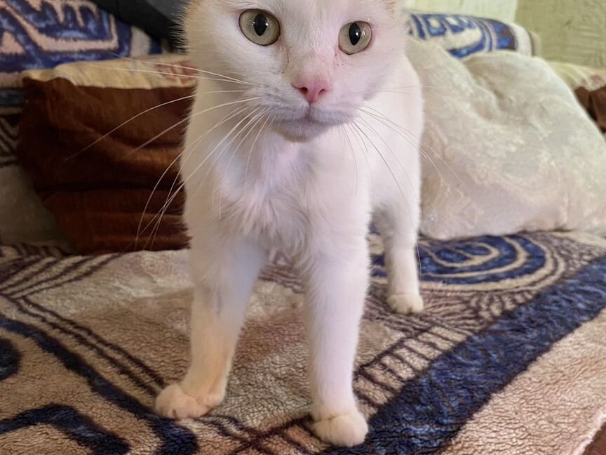 Белочка ищет семью