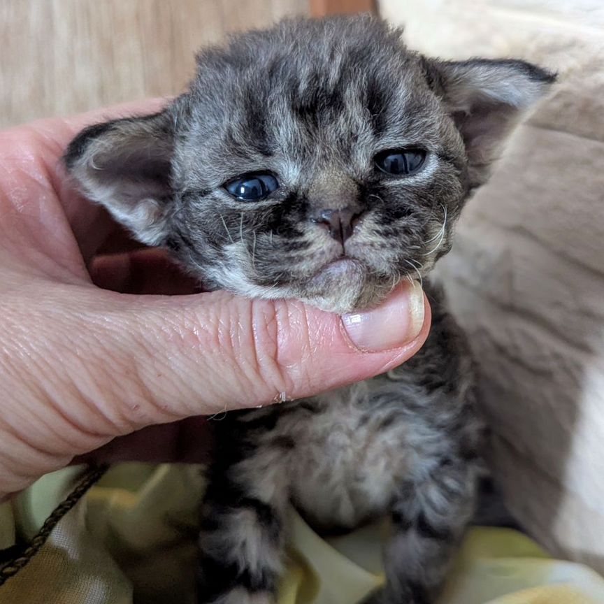 Девон-рекс котёнок