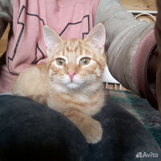 Котёнок в семью Рыжее солнышко уюта