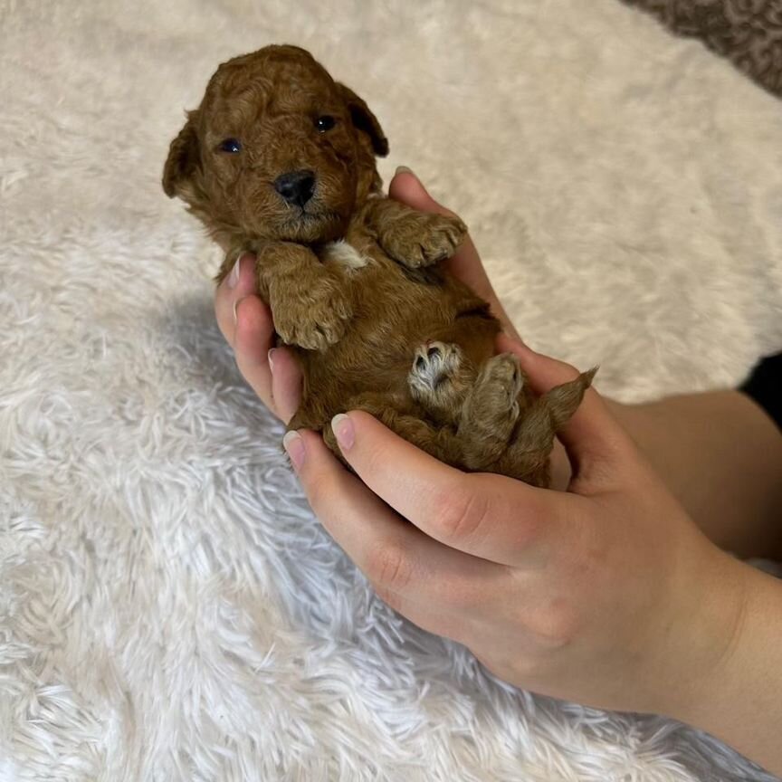 Карликовый пудель миниатюра