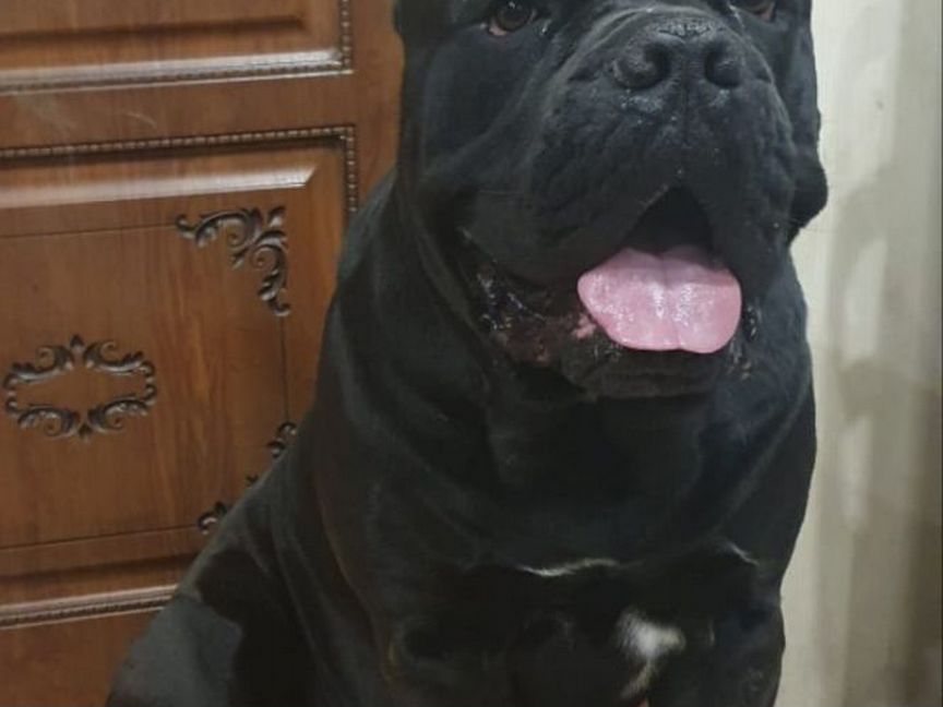 Щенки Кане Корсо