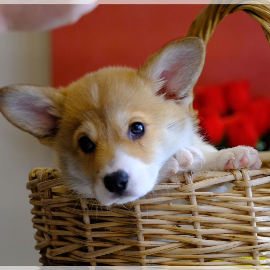 Королевские вельш корги пемброк