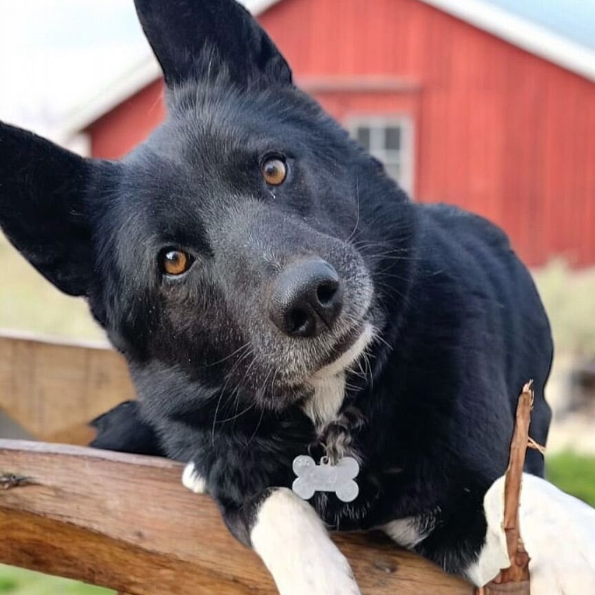 Собака в добрые руки