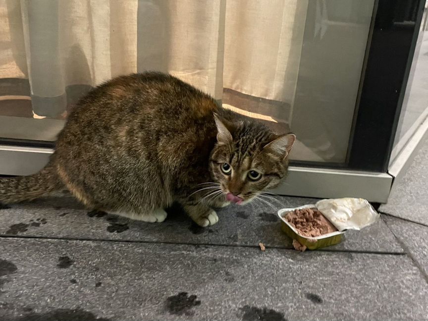 Кошка