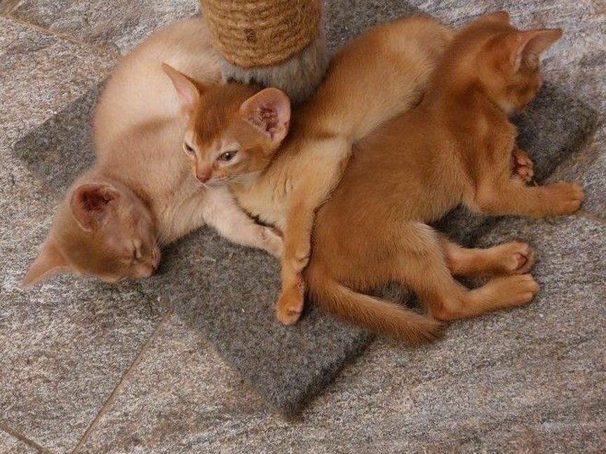 Абесинские котята в Уфе