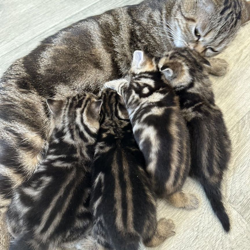 Шотландские прямоухие котята
