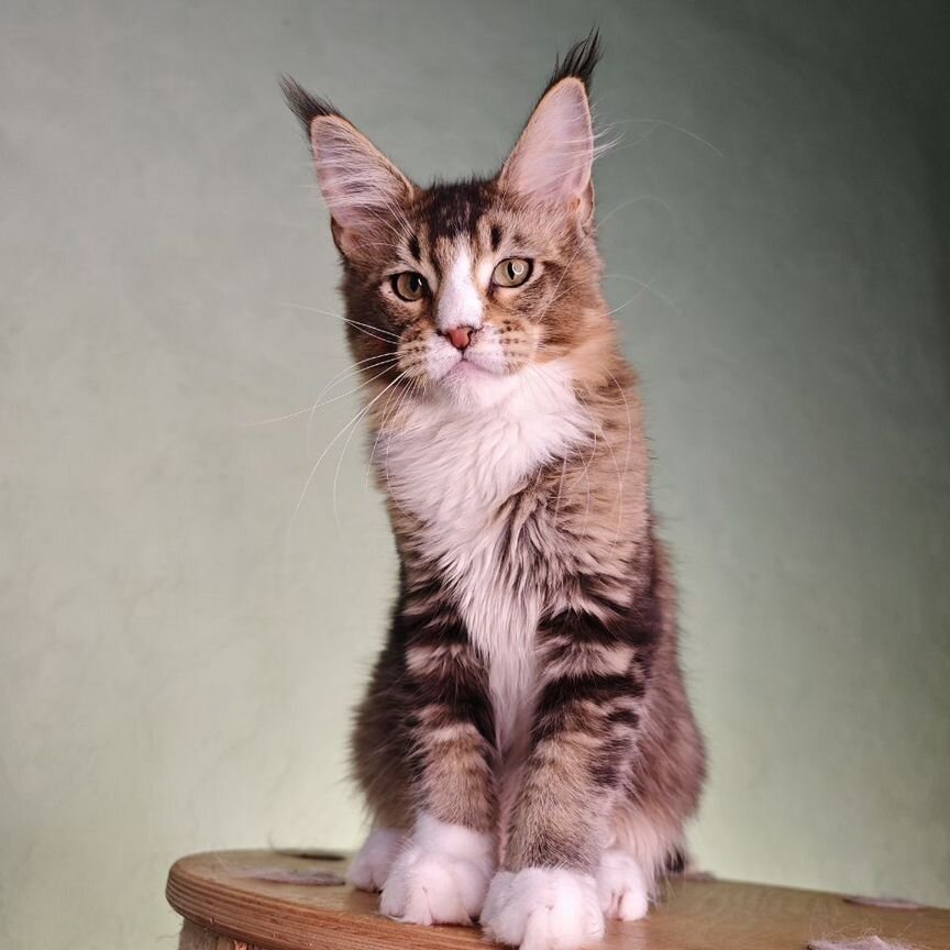 Мейн-кун мальчик зайчик