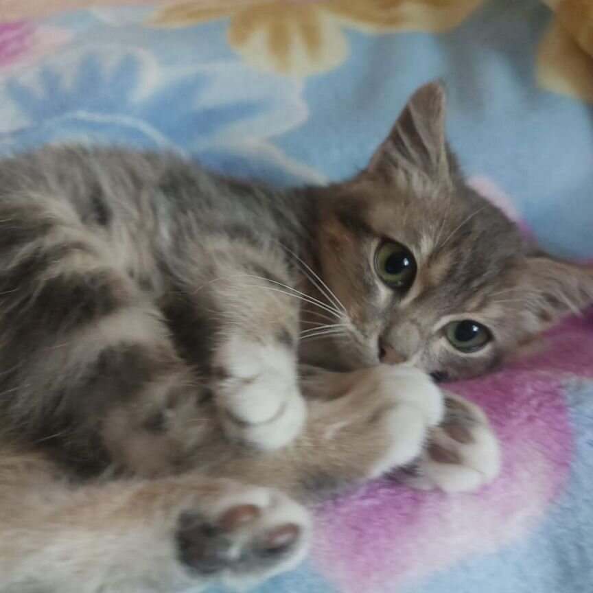 Котенок без хвостика в дар