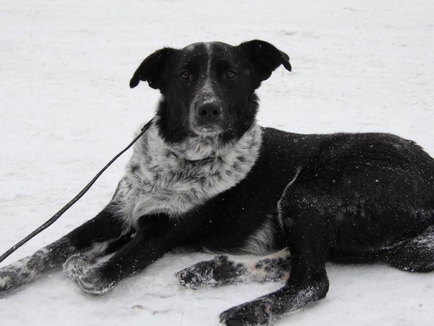 Ласковый Кольт