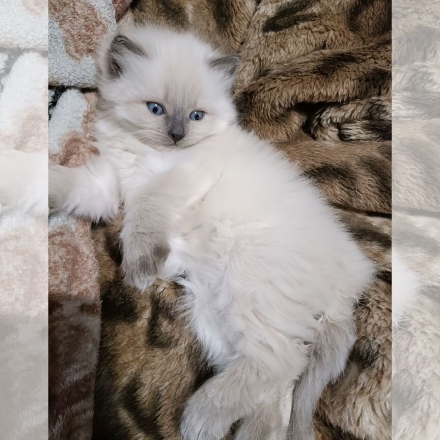 Невский маскарадный котёнок