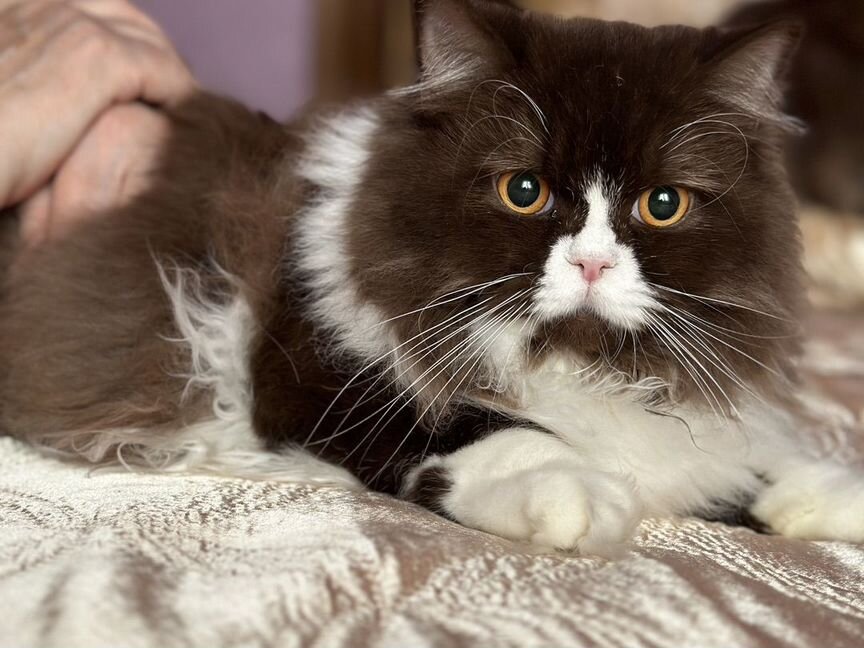 Британская шоколадная кошка