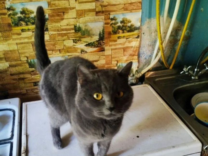 Котик в беде бесплатно