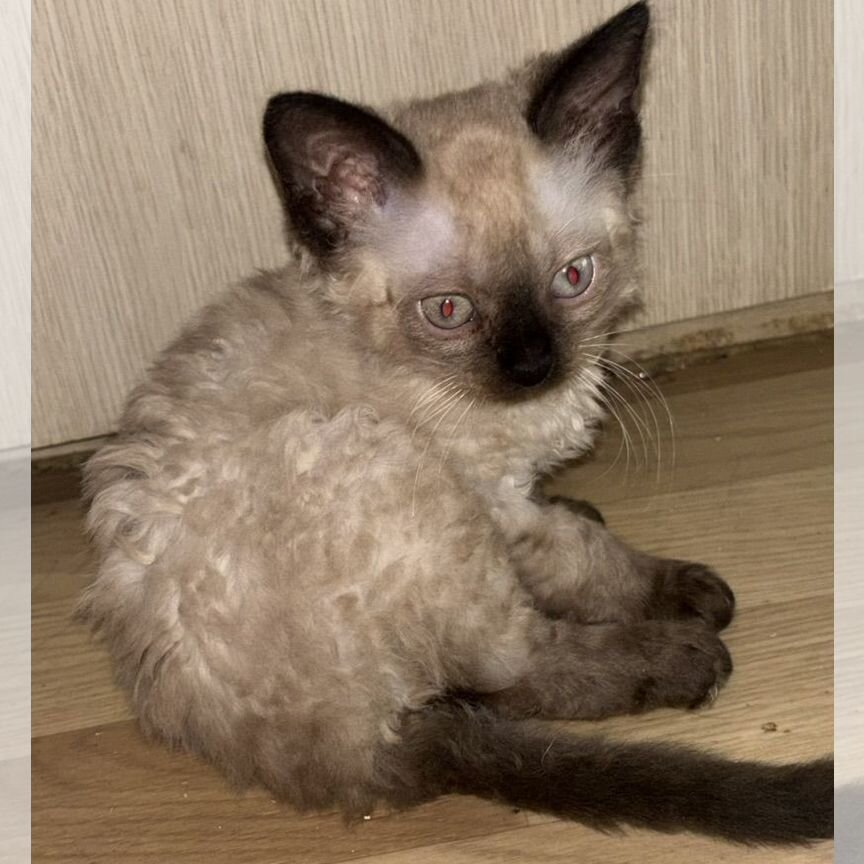 Невский маскарадный котёнок
