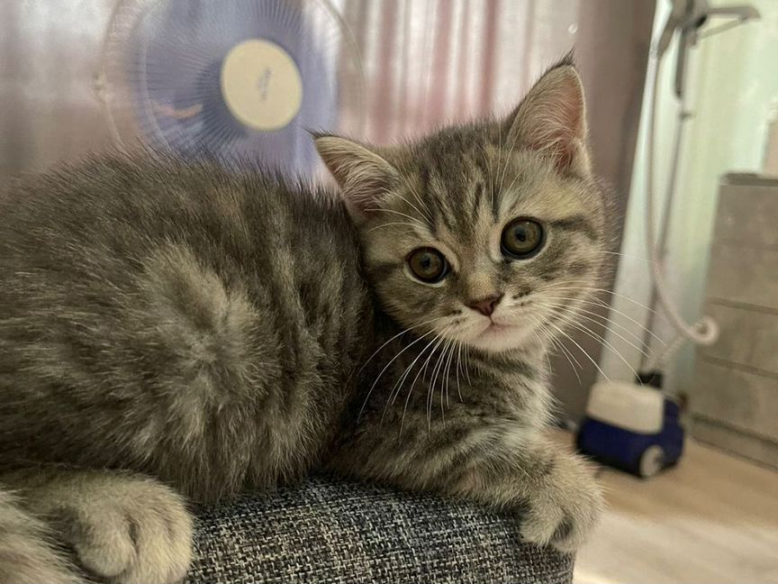 Котёнок