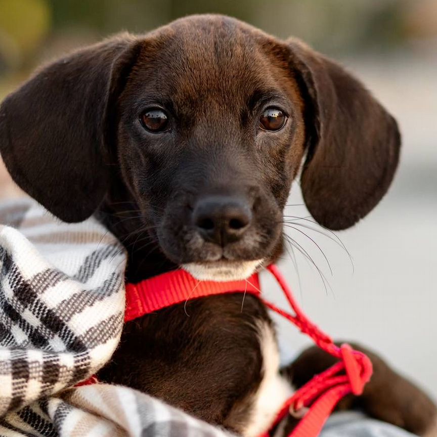 Курцхаар, щенок