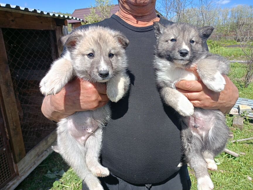 Щенки восточно сибирской лайки