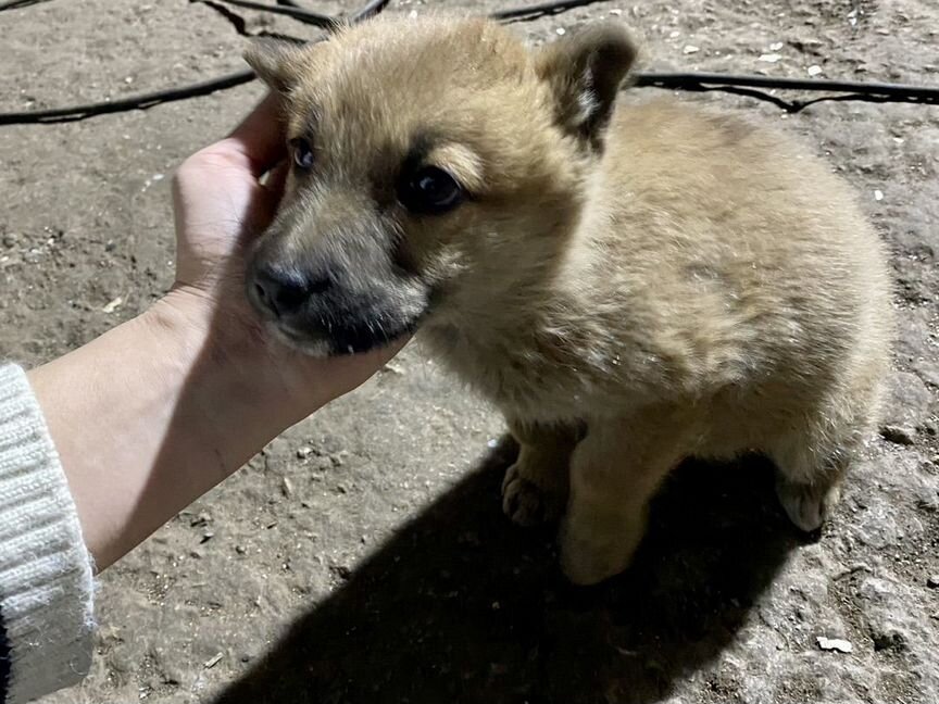 Щенок- счастье в добрые руки