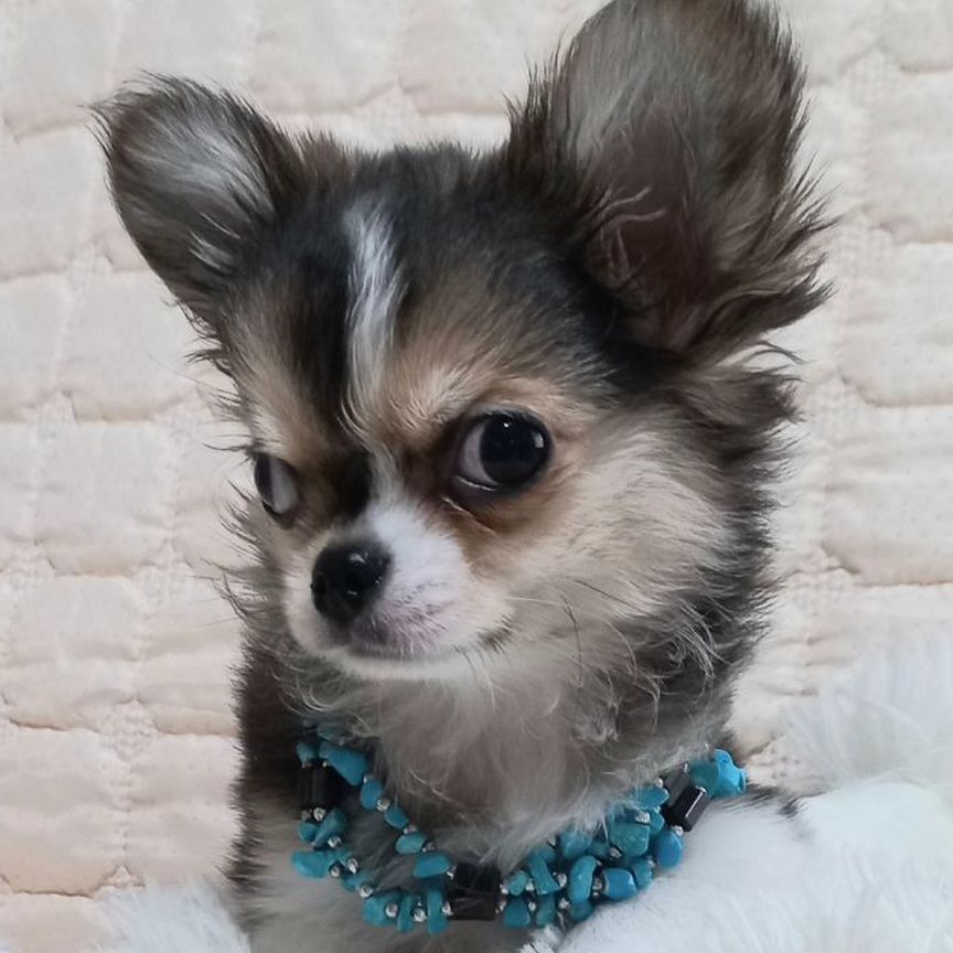 Чихуахуа, щенок