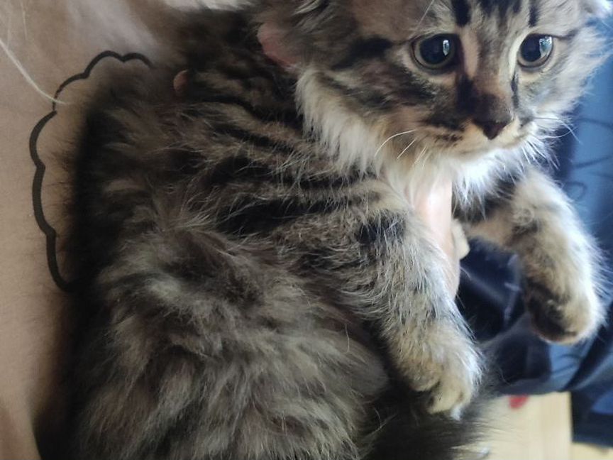 Котик в добрые руки