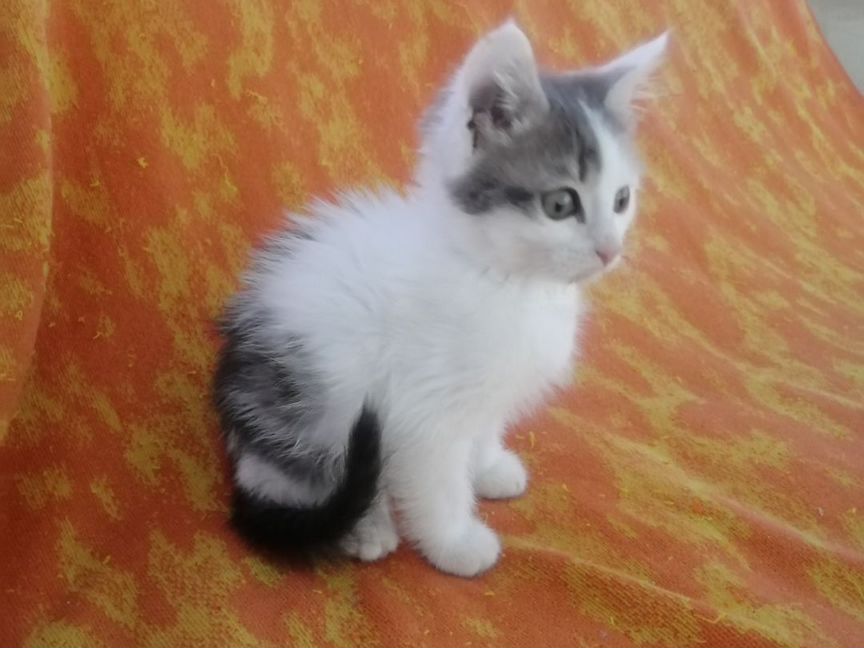 Котенок Эльфик 2 месяца с доставкой