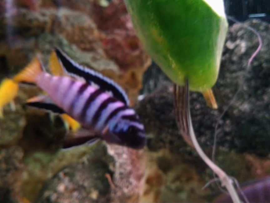 Псевдотpофeуc элонгатус мпангa