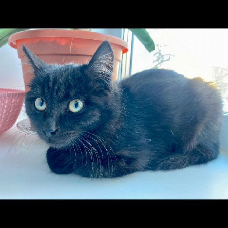 Котик Феликс