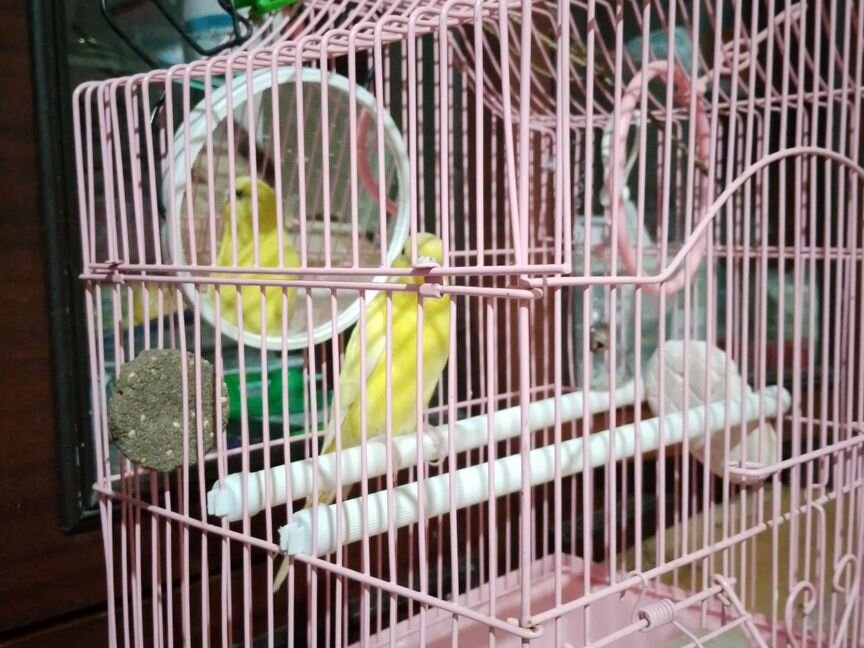 Попугай девочка волнистик