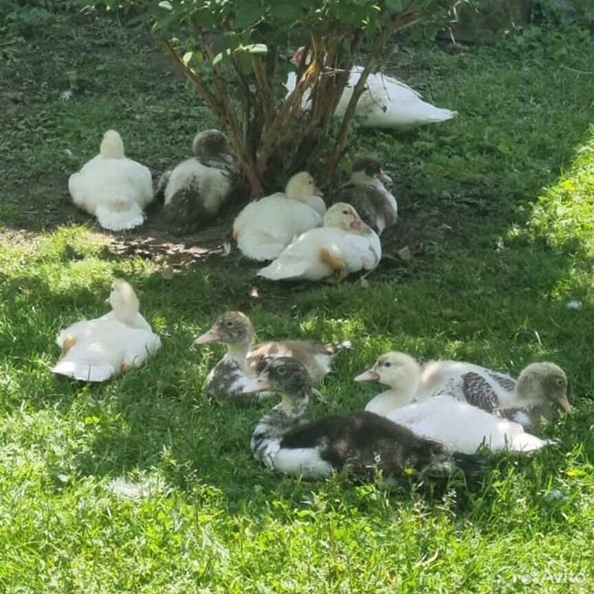 Индоутята,вывод 27.04.2024