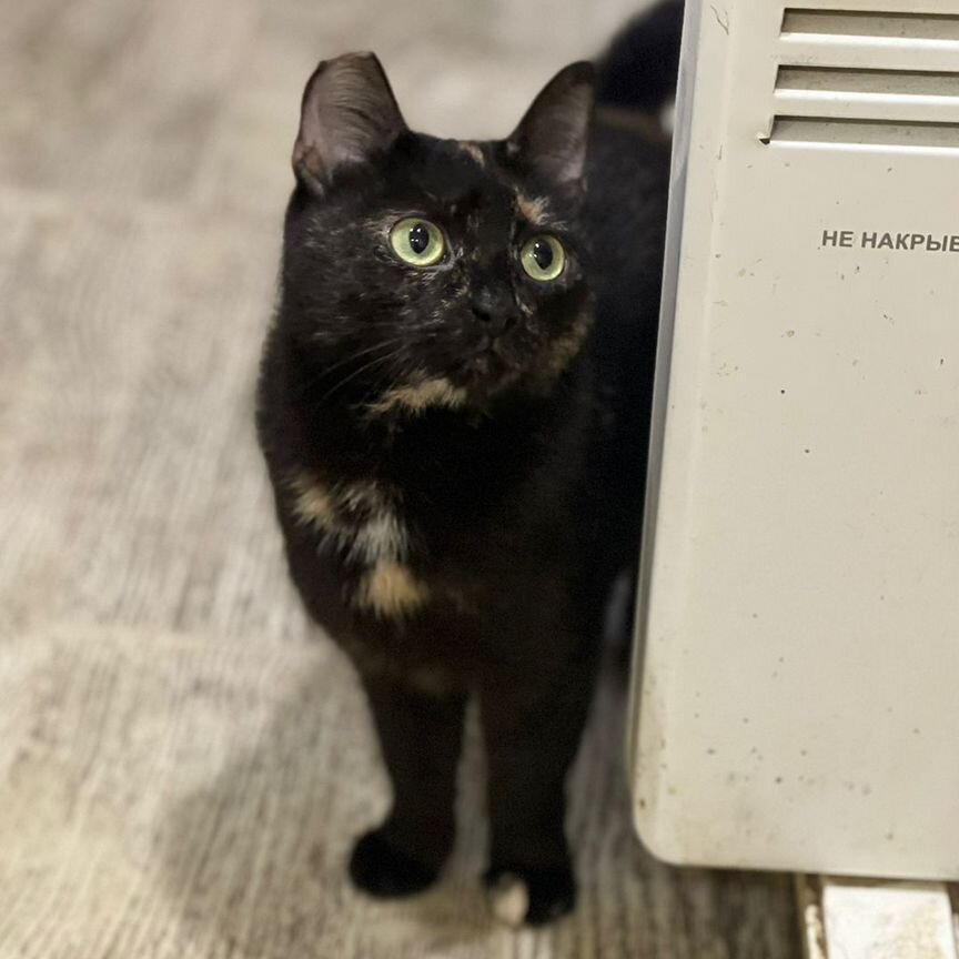 Взрослая кошка в добрые руки