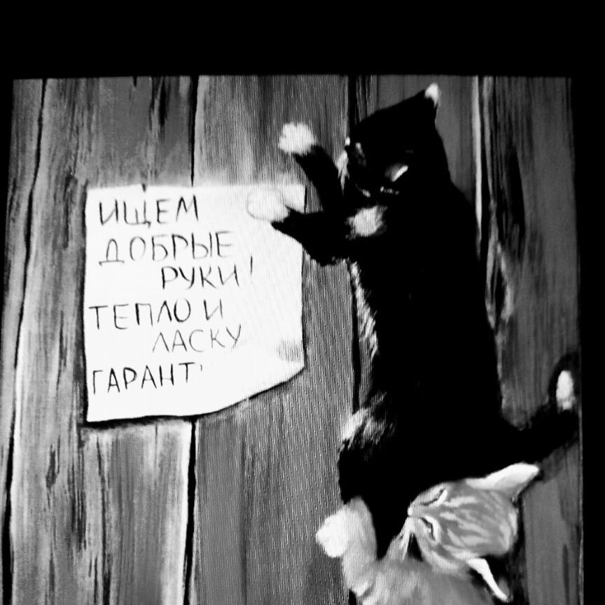 Котик. И " Мудрость "