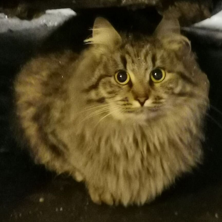 Пушистая молодая кошка в дар