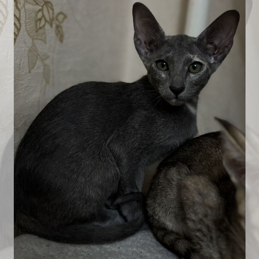 Ориентальный котёнок