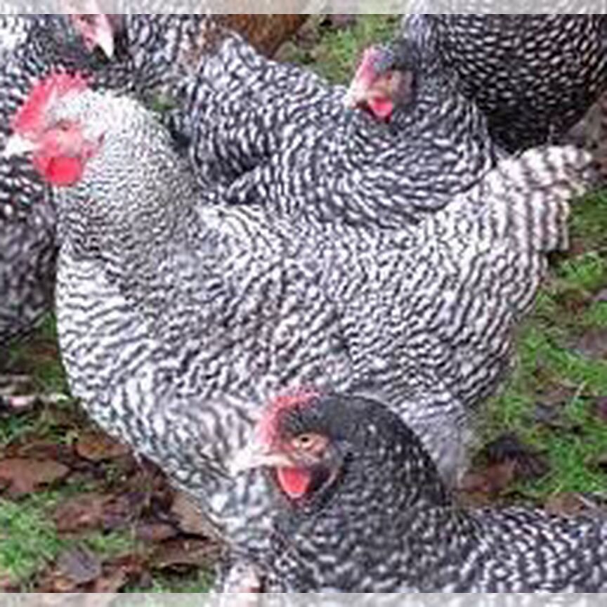 Куры молодки