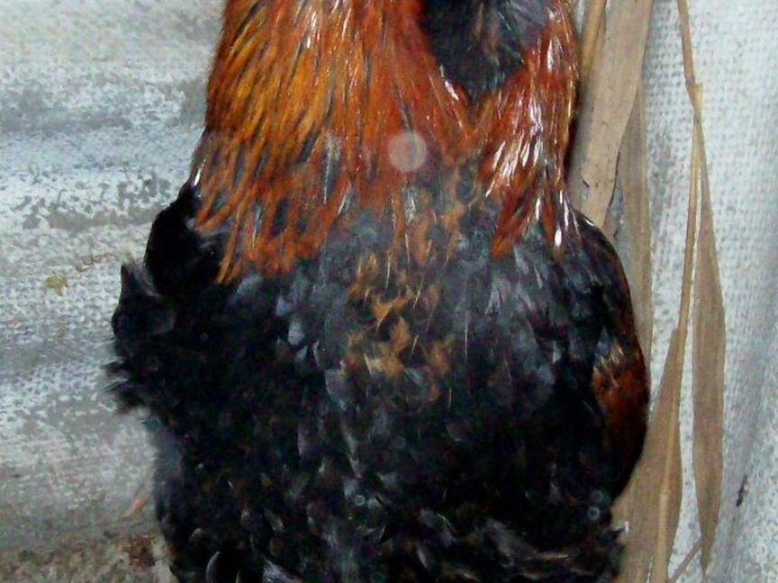 Продам петушков пароды Фавероль