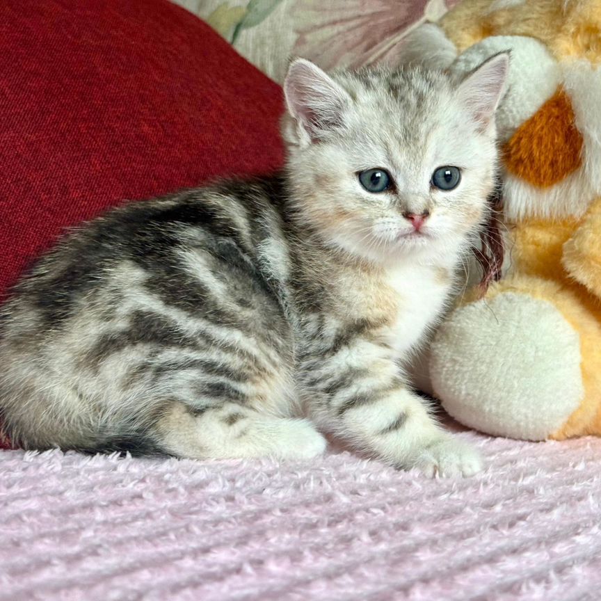 Шотландский вислоухий короткошёрстный котёнок