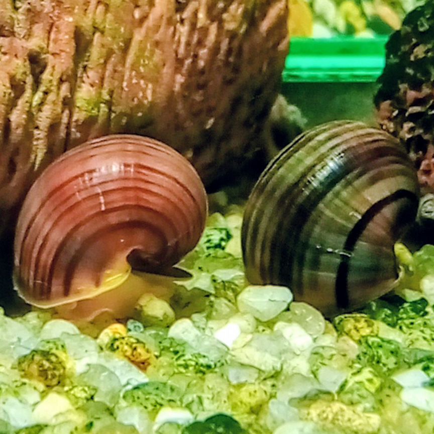Улитки Ампулярии полосатые цветные