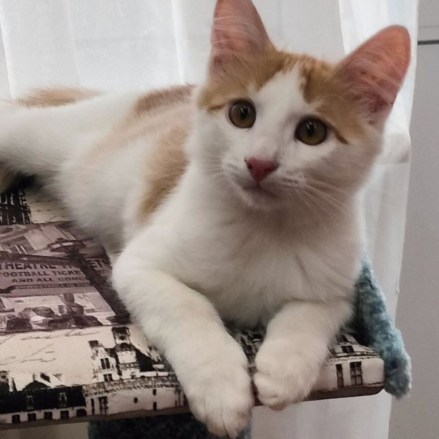 Милый котёнок Лёвушка, 4 мес