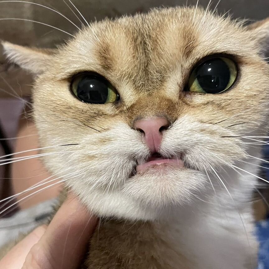 Кошка ищет жениха