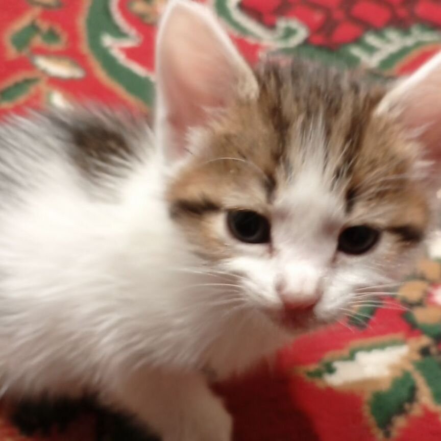 Котёнок девочка бесплатно