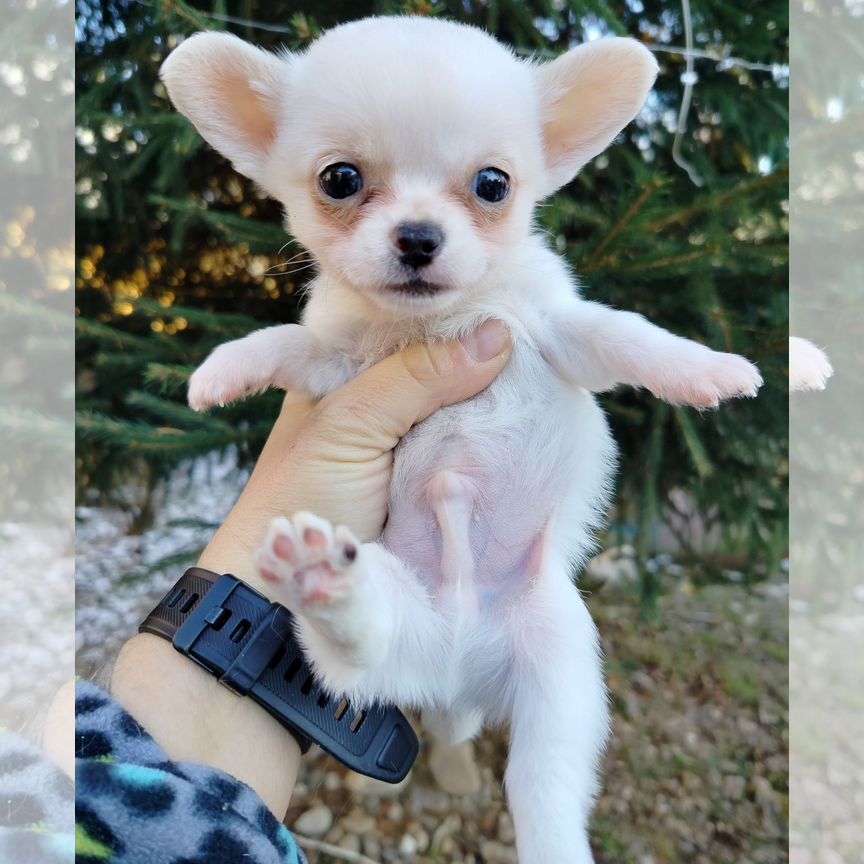 Чихуахуа, щенок