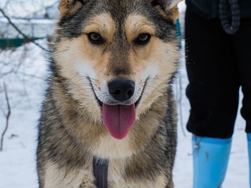 Астра ищет любящих хозяев